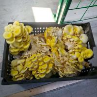 China Efficient Resource Utilization High Productivity Mushroom Cultivation Container for sale