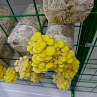 China Efficient Resource Utilization High Productivity Mushroom Cultivation Container for sale