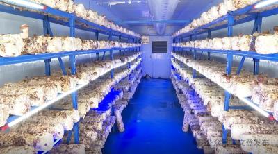 China Mobile-Controlled Mushroom Container Farm for 5000 Bags for sale