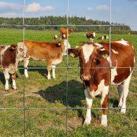 China Customized Iron Wire Cattle Fence One Stop Solution For Fence Project for sale