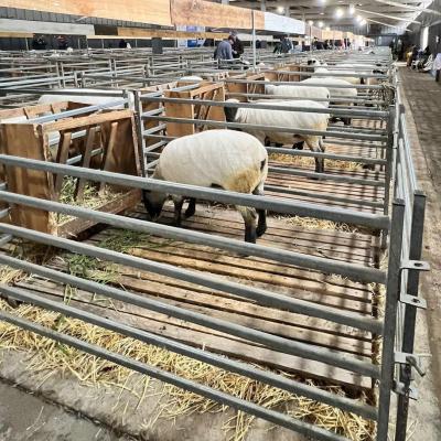 China 40x40mm Painel de proteção de gado para ovelhas e cabras for sale
