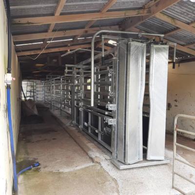 Cina Trattamento termico di bovini 2005mmH*3005mmL*850mmW Clampo di ritenuta del collo Mercati del bestiame in vendita