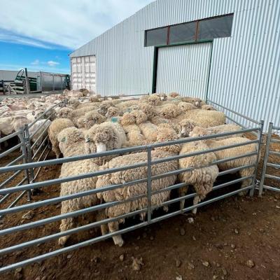 China Pre Galvanized Sheep Mesh Panel Providing Excellent Corrosion Protection and Structural Integrity for Animal Enclosures for sale