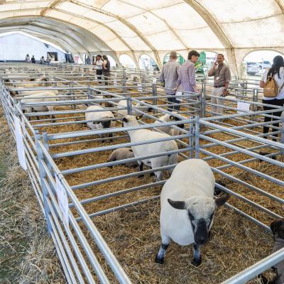 China Galvanized Steel Sheep Wire Fence Panel Designed to Provide Secure and Durable Livestock Containment Solutions for sale