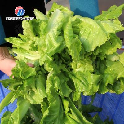 China Onions Greens Lettuce Cao Xin Baby Cabbage Chinese Cabbage Cabbage Spin Dryer Industrial Commercial  Food Dehydrator Dewatering Machine  Centrifugal Dehydration Machine Fruits vegetables dehydrator for sale
