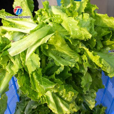 China Onions Greens Lettuce Cao Xin Baby Cabbage Chinese Cabbage Cabbage Spin Dryer Industrial Commercial  Food Dehydrator Dewatering Machine  Centrifugal Dehydration Machine Fruits vegetables dehydrator for sale