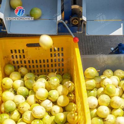 Cina Macchina per la selezione di frutta e verdura: mela, frutto della passione, avocado, ciliegia, mango, pera, banana, mangostano, kiwi, arancia, verdura, lattuga, cavolo, sedano, cavolo riccio. Classificazione in vendita