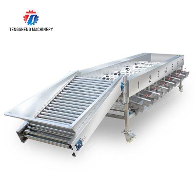 Cina Produzione di trasformazione Ispezione di classificazione Frutta Vegetale Cipolle Saiko Persimmone Mela Patata Mandarine Passione Frutta Avocado ciliegie Mango Pira Banana Mangostano Kiwi Frutta Sorting Machine in vendita