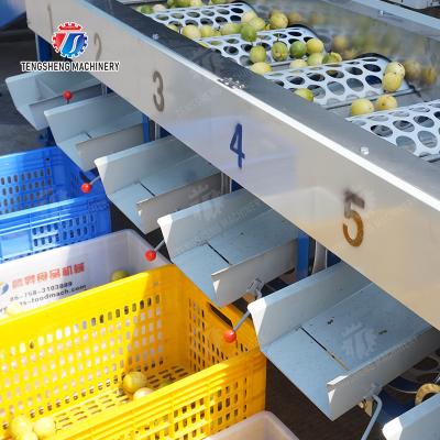 Cina Produzione di trasformazione Ispezione di classificazione Frutta Vegetale Cipolle Saiko Persimmone Mela Patata Mandarine Passione Frutta Avocado ciliegie Mango Pira Banana Mangostano Kiwi Frutta Sorting Machine in vendita