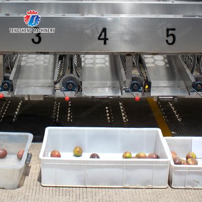 Cina Produzione di trasformazione Ispezione di classificazione Frutta Vegetale Cipolle Saiko Persimmone Mela Patata Mandarine Passione Frutta Avocado ciliegie Mango Pira Banana Mangostano Kiwi Frutta Sorting Machine in vendita