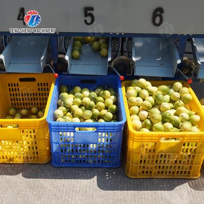 Cina Produzione di trasformazione Ispezione di classificazione Frutta Vegetale Cipolle Saiko Persimmone Mela Patata Mandarine Passione Frutta Avocado ciliegie Mango Pira Banana Mangostano Kiwi Frutta Sorting Machine in vendita