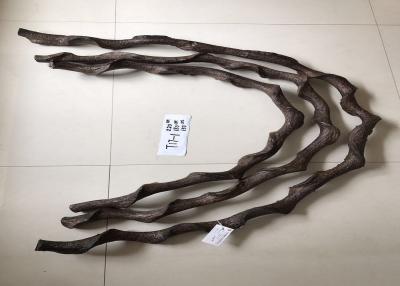 Tree Vine