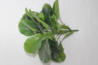 China Natural Leaves for Industrial Applications - 5-15 cm Size Range with 8-12% Moisture Content for sale