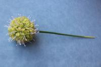 China Artificial Flowers for sale