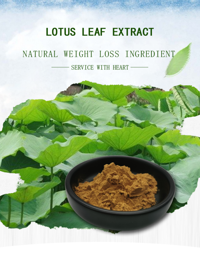 Lotus Leaf Extract Weight Loss Supplement Powder 0