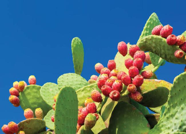Prickly Pear - San Antonio Magazine
