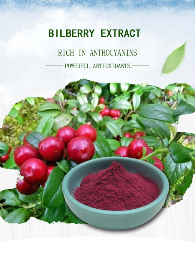 Vaccinium Myrtillus Bilberry Extract Anthocyanin Extract Supplement Powder Anti Aging 0