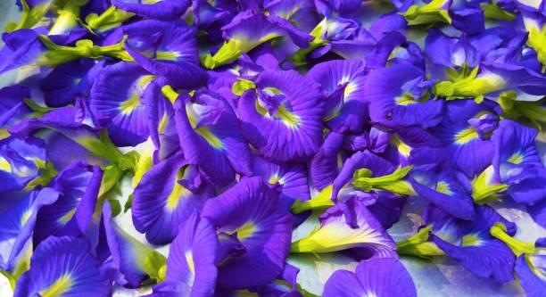 Blue Butterfly Pea Powder Natural Food Additives CP2015 Soluble In Water 0