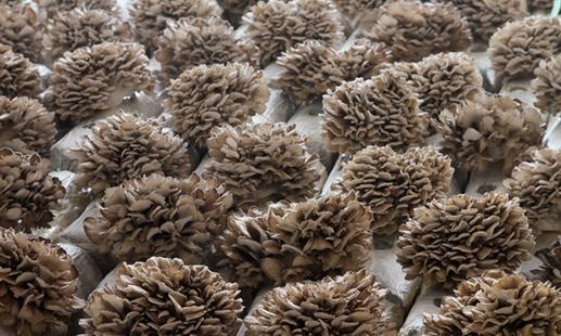 Brown Powder Immune Enhancing Supplements Maitake Mushroom Extract 0
