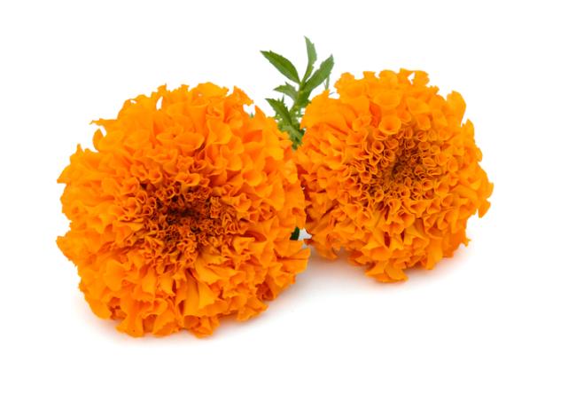 Antioxidant Marigold Extract Supplement Xangold 5%-20% 0