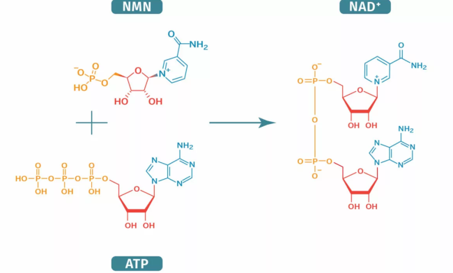Hot Sale CAS 53-84-9 Reduced Nicotinamide Adenine Dinucleotide NAD 0