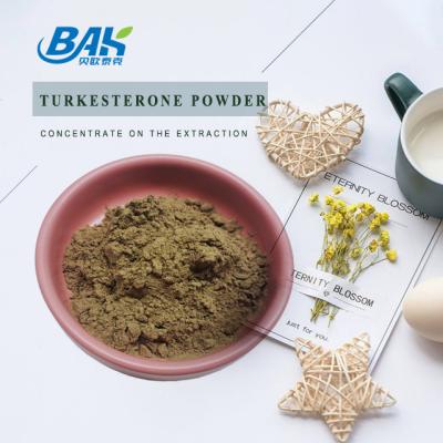 中国 アジュガ トルケスタニカ エキス トルケステロン パウダー 20% 抗真菌性 販売のため