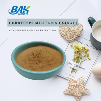Cina BAK Supplementi di potenziamento immunitario Cordyceps Militaris Estratto 10%-50% Polisaccaridi in vendita