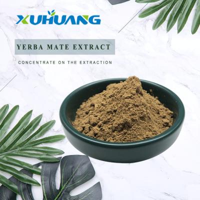 Cina 10:1 nutrizionale di Yerba Mate Extract Powder di supplemento di protezione del fegato in vendita