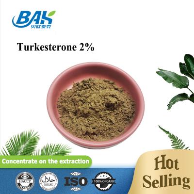中国 AjugaのTurkestanicaのボディービルをやるエキスTurkesteroneは2%を粉にする 販売のため