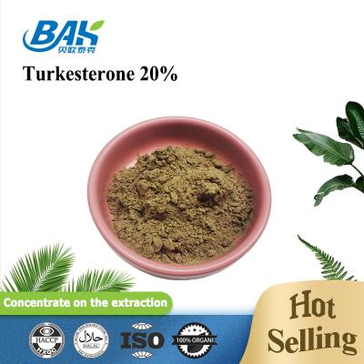 中国 AjugaのTurkestanicaのエキスTurkesteroneは20%を粉にする 販売のため