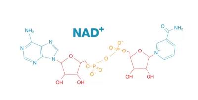 Cina BAK Anti-Aging CAS 53-84-9 Nicotinamide Adenine Dinucleotide in vendita