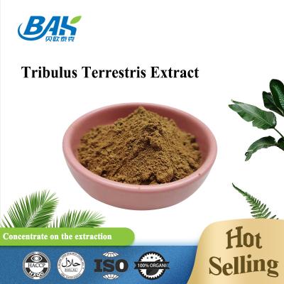 China Extrato de Terrestris do Tribulus do pó do suplemento à perda de peso de Protodioscin dos Saponins à venda