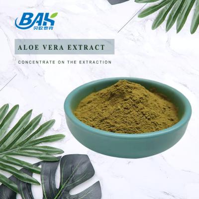 Cina L'estratto dell'echinacea di Herb Extract Nutrient Supplement Powder spolverizza 1% - 4% in vendita