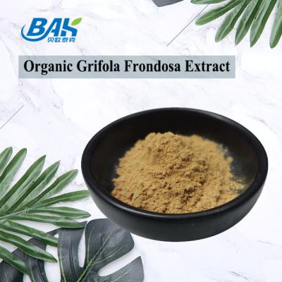 Cina FORZA UV di supplemento dell'estratto di 70% Beta Glucan Grifola Frondosa Mushroom in vendita