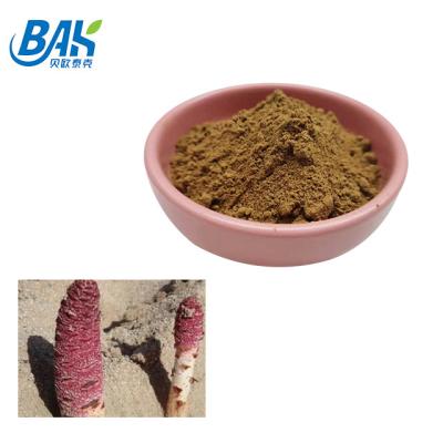 中国 Bulk Echinacoside 15%Min Acteoside 3.5%Min Cistanche Deserticola Extract 販売のため