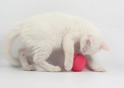 中国 おかしいキティ猫は白く/青/赤い色LEDライト魔法犬のおもちゃをもてあそびます 販売のため