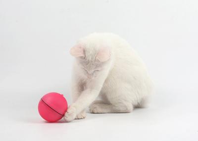 中国 白く/赤く/青の電池式猫はLEDの軽い圧延の相互子ネコのおもちゃをもてあそびます 販売のため