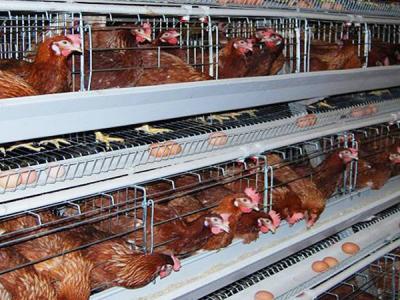 China Layer Cages for sale