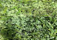 China 8000 Dtex 50mm Height Sbr Backing Soccer Artificial Grass for sale
