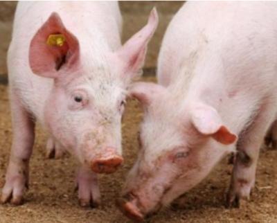 China Animal natural crude extract provender,Anti-Virus provender for sale