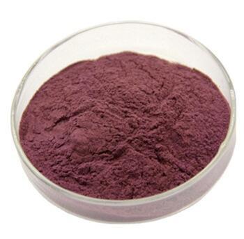 China Natural blueberry Lonicera Caerulea Extract 25% 95% anthocyanin / Pure anthocyanin powder for sale