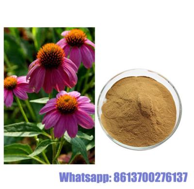 China echinacea purpurea extract polyphenol echinacea purpurea p.e. for sale