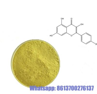 China Factory Supply Natural Plant Extract Kaempferol for sale