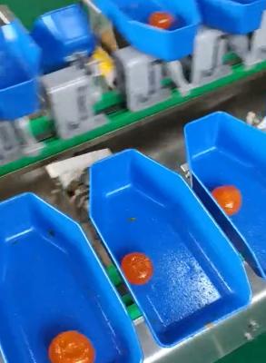 China Multi Weigher Vacuum Packaging Machine Yolk Sorting And Conveying Project for sale