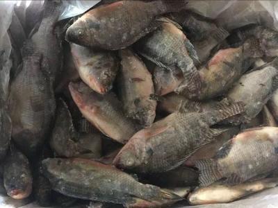 China IQF frozen tilapia WR high quality and low price for sale