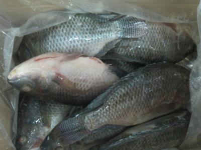 China IQF frozen tilapia WR with high quality and low price for sale