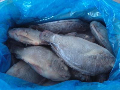 China Frozen tilapia whole round with high quality and low price for sale
