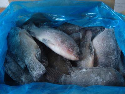 China Frozen tilapia whole round with high quality and low price from China for sale
