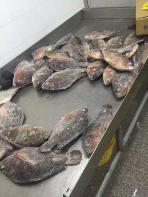 China Frozen tilapia WR high quality and competitive price from China for sale