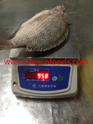 China Frozen tilapia GS high quality and competitive price from China for sale